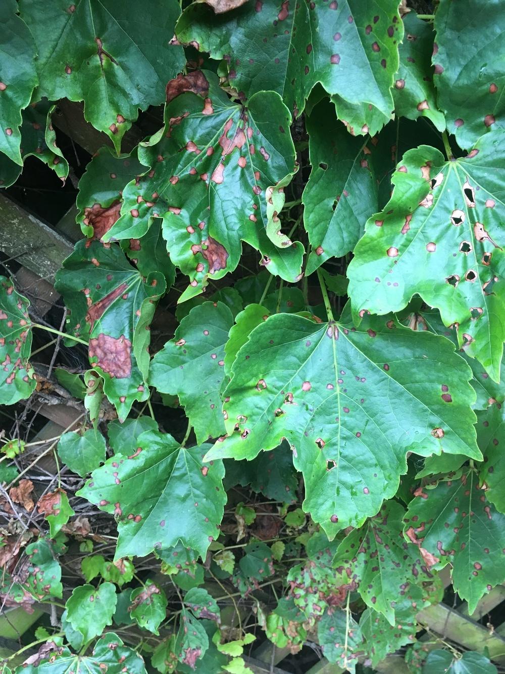 Brown spots and withering leaves on my backyard ivy. in the Ask a ...