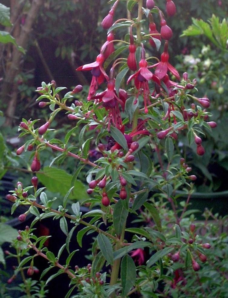 Fuchsia (Fuchsia campos-portoi) in the Fuchsias Database - Garden.org