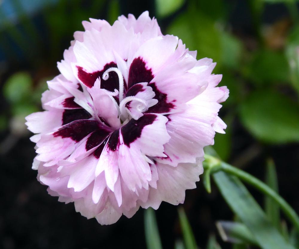 Photo of the bloom of Border Pinks (Dianthus Early Bird™ Fizzy) posted ...