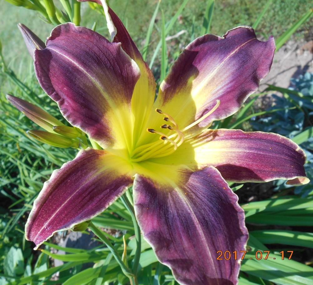 Photo of the bloom of Daylily (Hemerocallis 'Silver Quasar') posted by ...