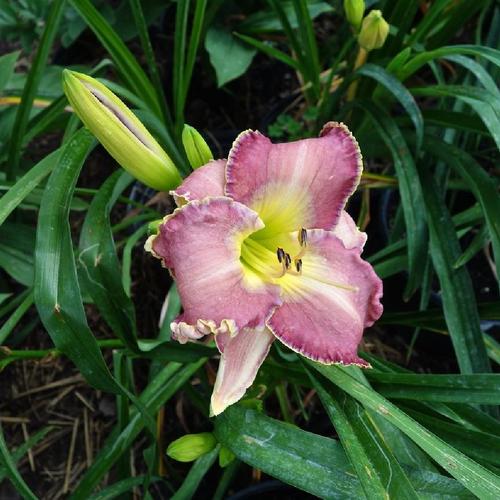 Daylily (Hemerocallis 'General George') in the Daylilies Database ...