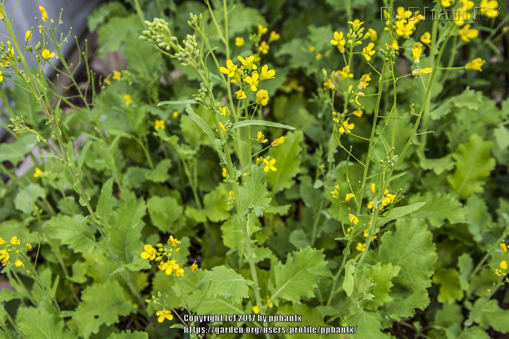 Photo of the entire plant of Broccoli Raab (Brassica rapa subsp. rapa ...
