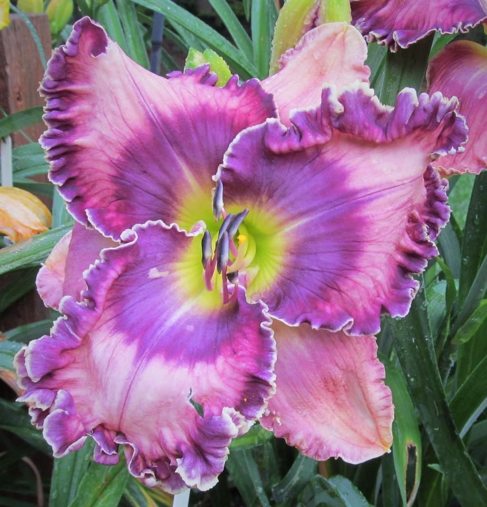 Daylilies: Plant Care and Collection of Varieties - Garden.org