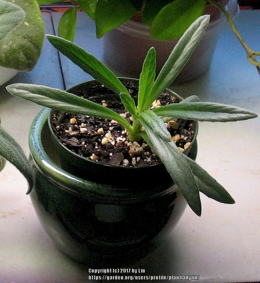 Chirita (Primulina linearifolia) - Garden.org