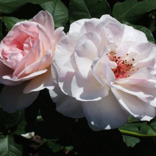 Rose (Rosa 'Adorabelle') in the Roses Database - Garden.org