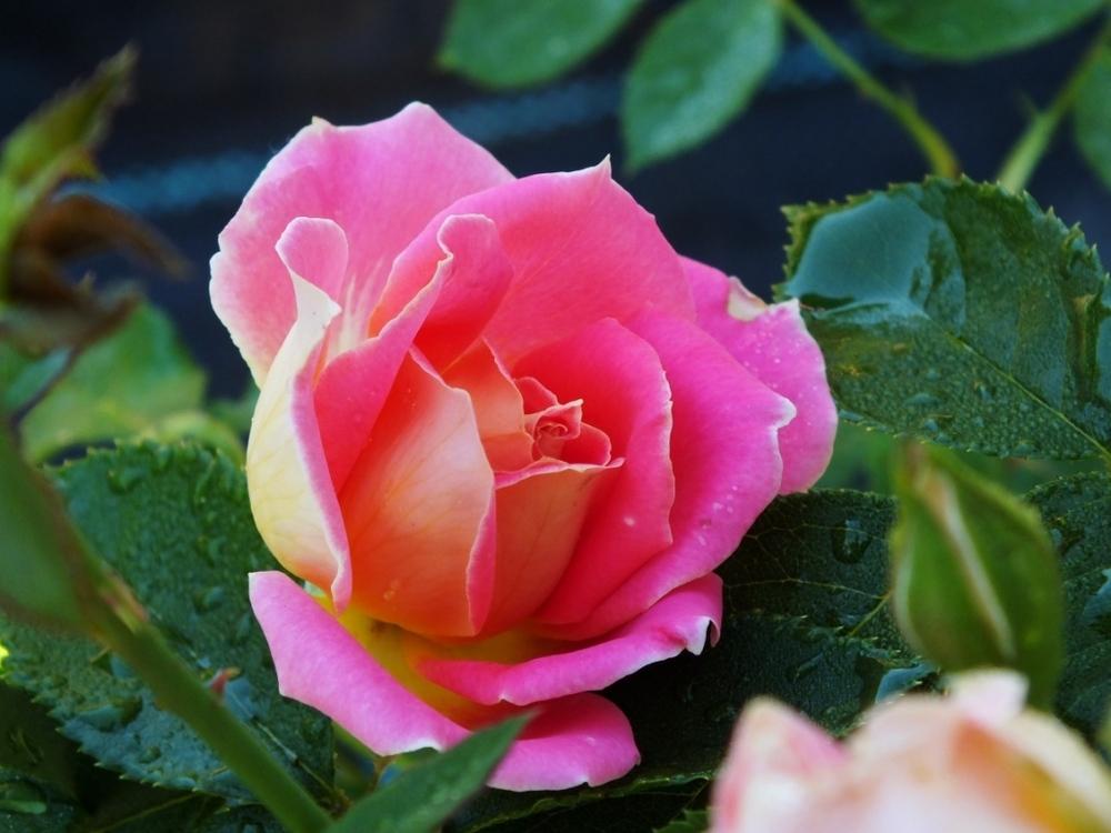 Rose (Rosa Michael Mander) in the Roses Database - Garden.org