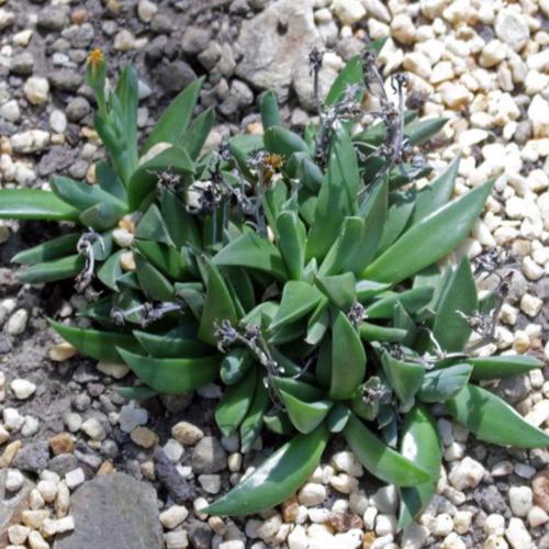 Bergeranthus (Bergeranthus multiceps) - Garden.org