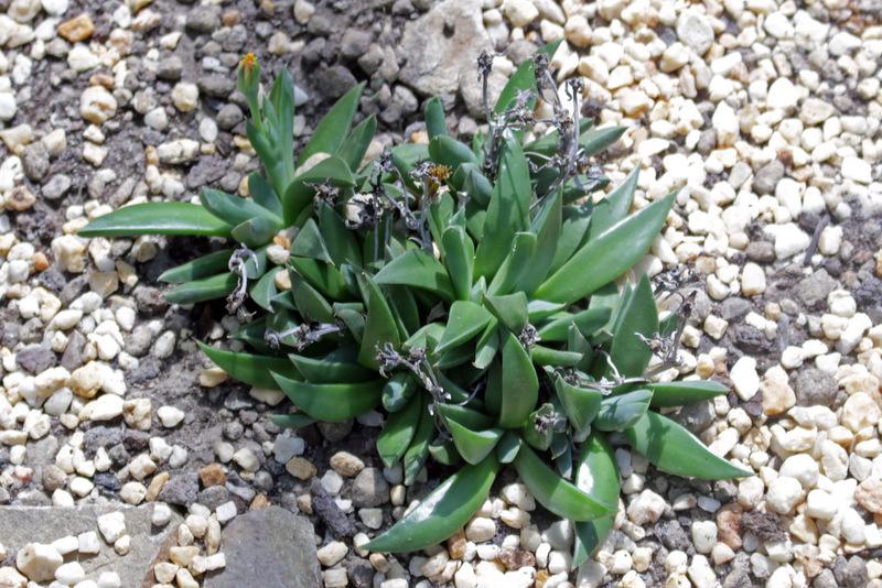 Bergeranthus (Bergeranthus multiceps) - Garden.org