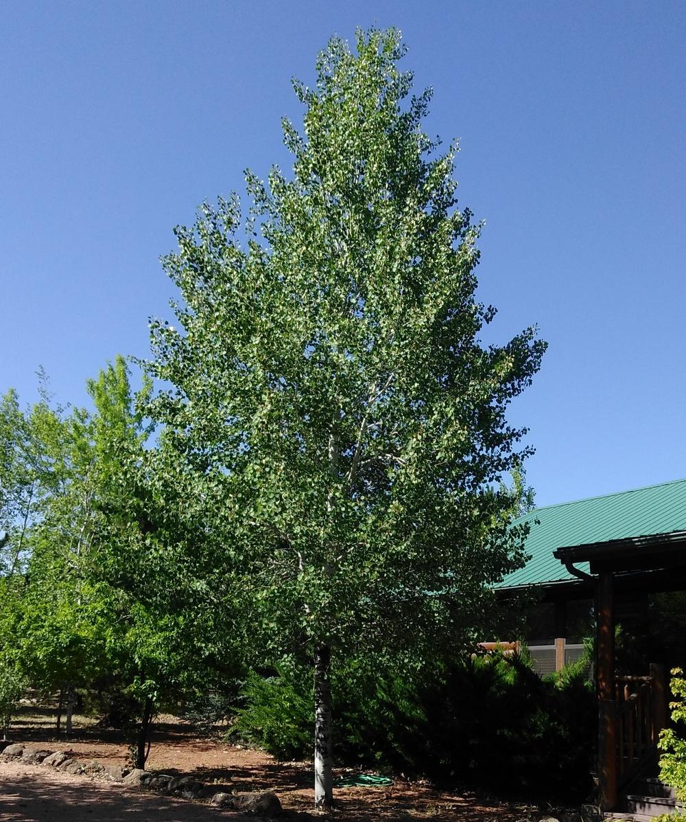 Photo of the entire plant of Aspen (Populus tremula 'Erecta') posted by ...