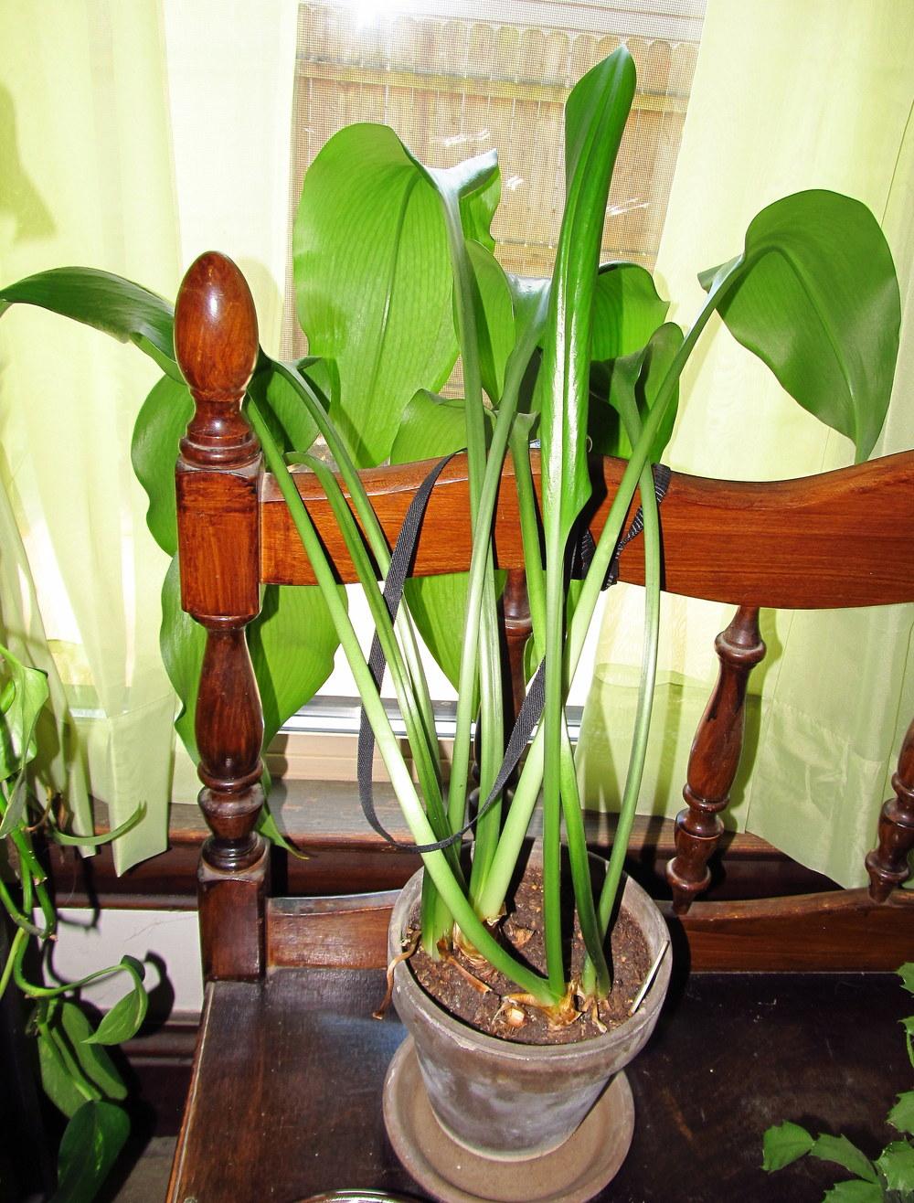 Photo of the entire plant of Amazon Lily (Urceolina amazonica) posted ...