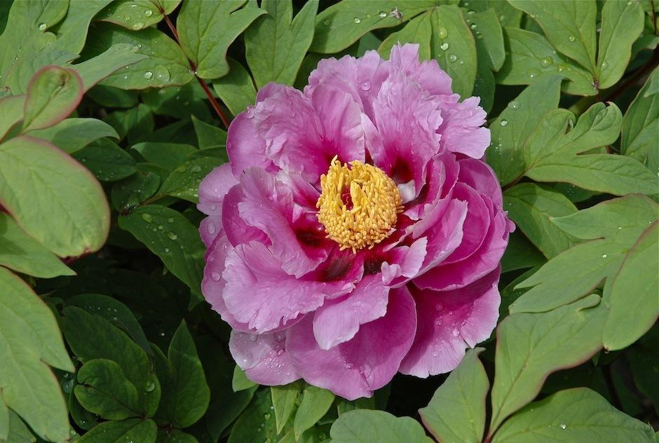 Photo of the bloom of Japanese Tree Peony (Paeonia x suffruticosa ...