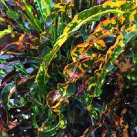 Photo of the leaves of Croton (Codiaeum variegatum 'Dreadlocks') posted ...