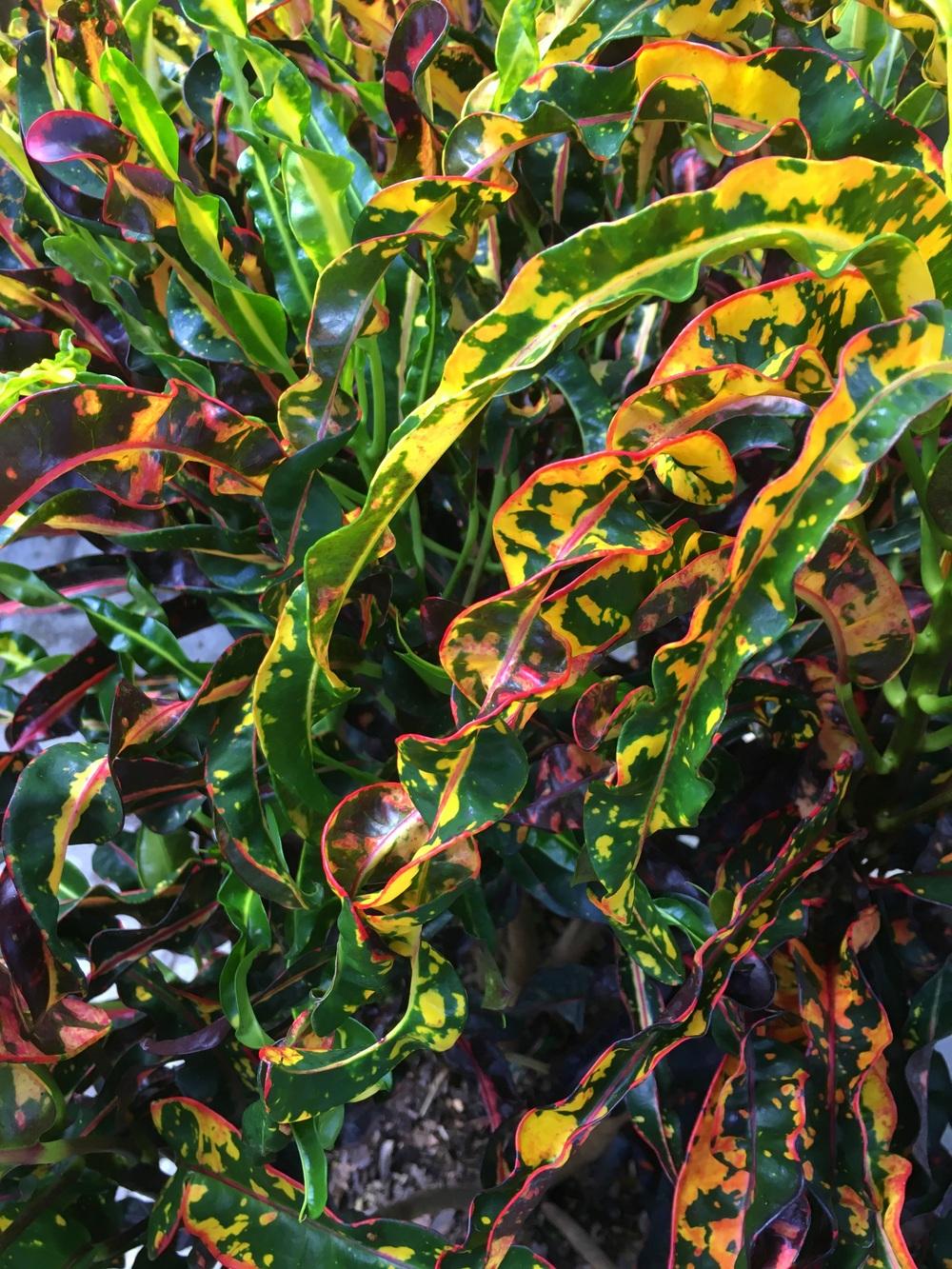 Photo of the leaves of Croton (Codiaeum variegatum 'Dreadlocks') posted ...