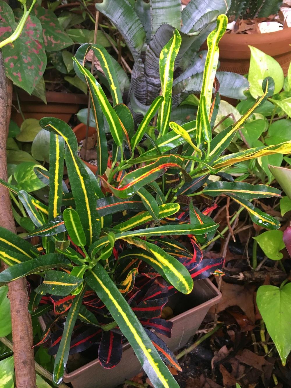 Photo of the seedling or young plant of Croton (Codiaeum variegatum ...