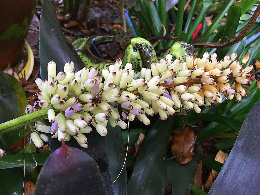 Photo of the bloom of Bromeliad (Aechmea lueddemanniana 'Mend') posted ...