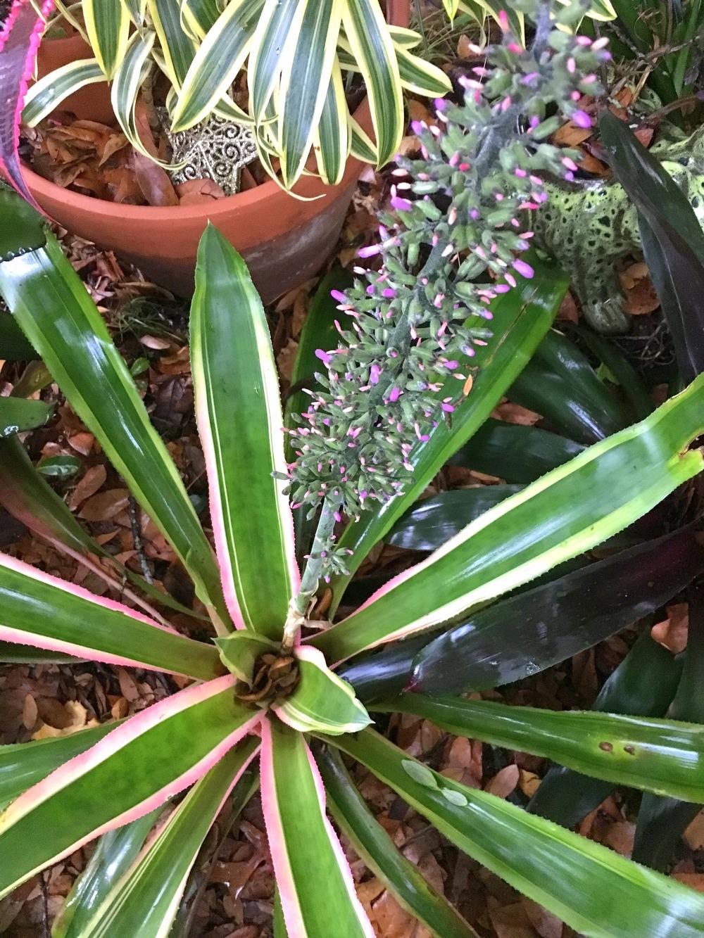 Photo of the bloom of Bromeliad (Aechmea lueddemanniana 'Mend') posted ...