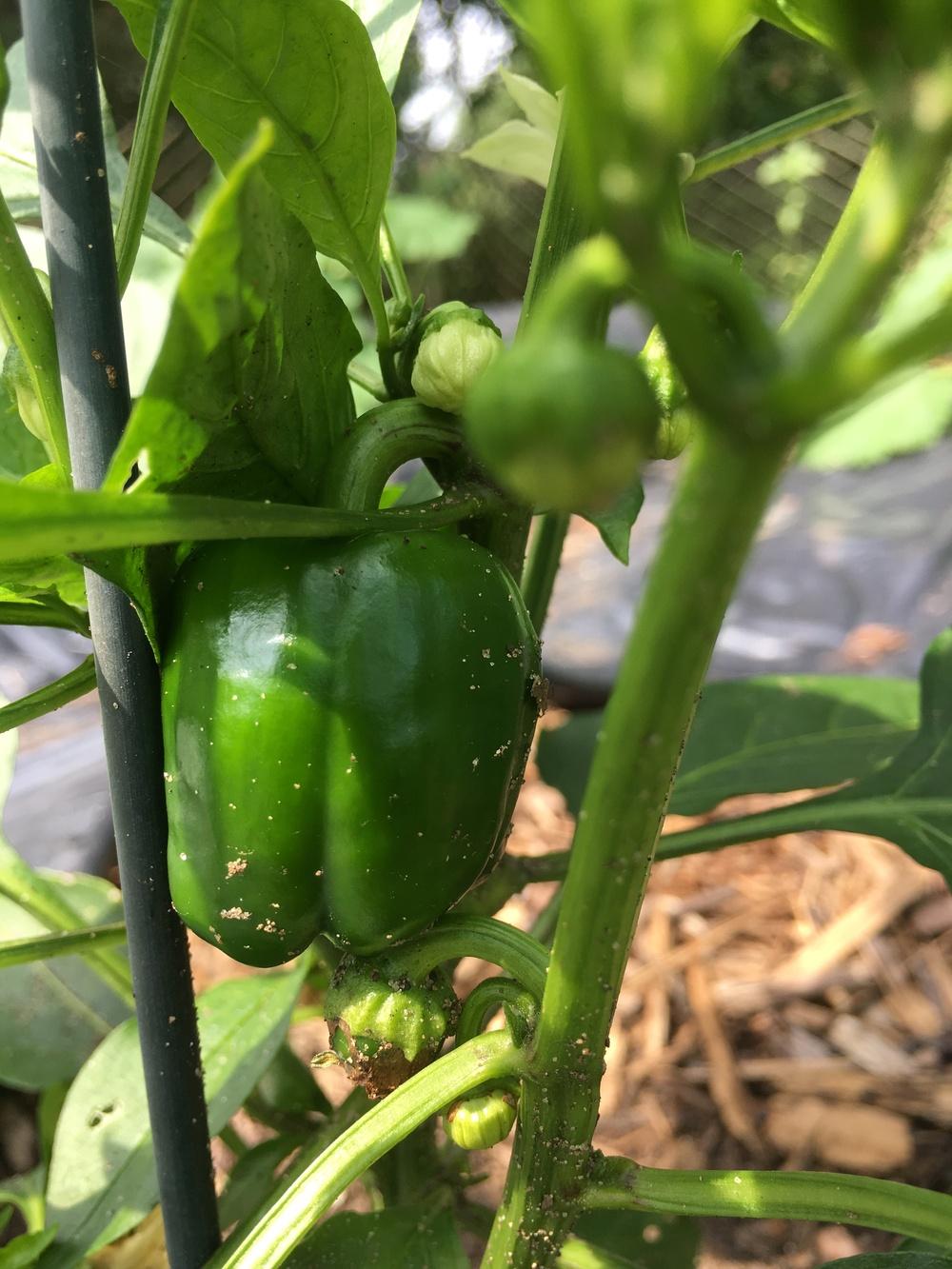 Sweet Pepper (Capsicum annuum 'Lido Lamuyo') in the Peppers Database ...