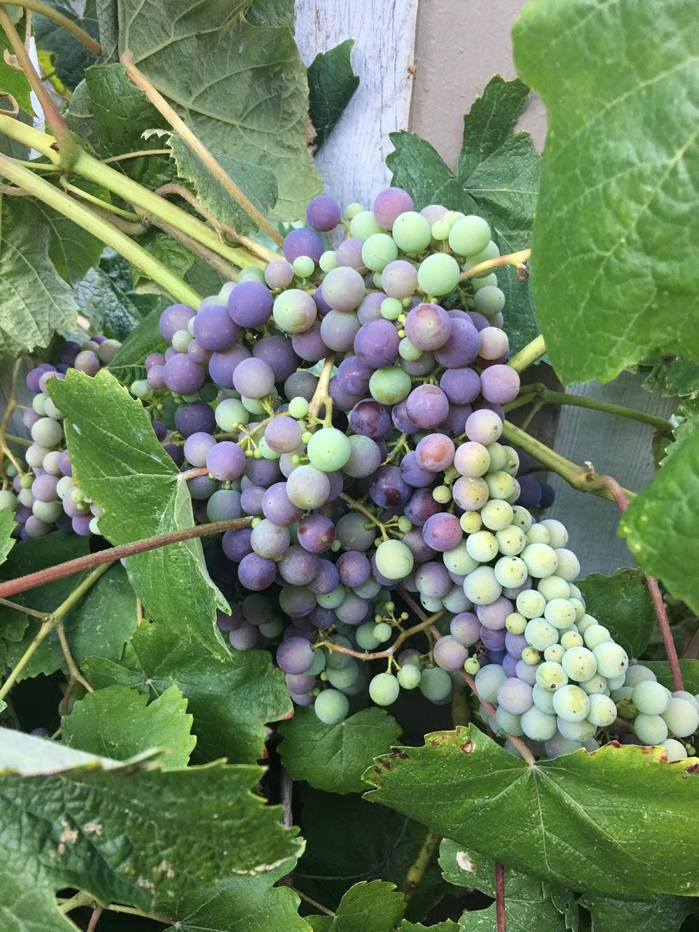 Grapes: Plant Care and Collection of Varieties - Garden.org