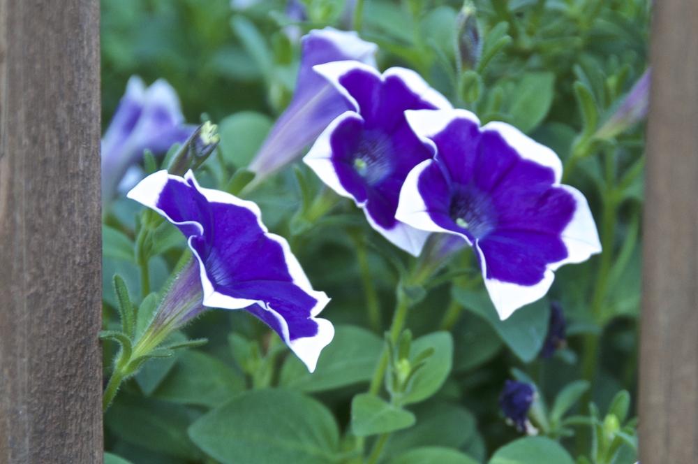 Petunias: Plant Care and Collection of Varieties - Garden.org