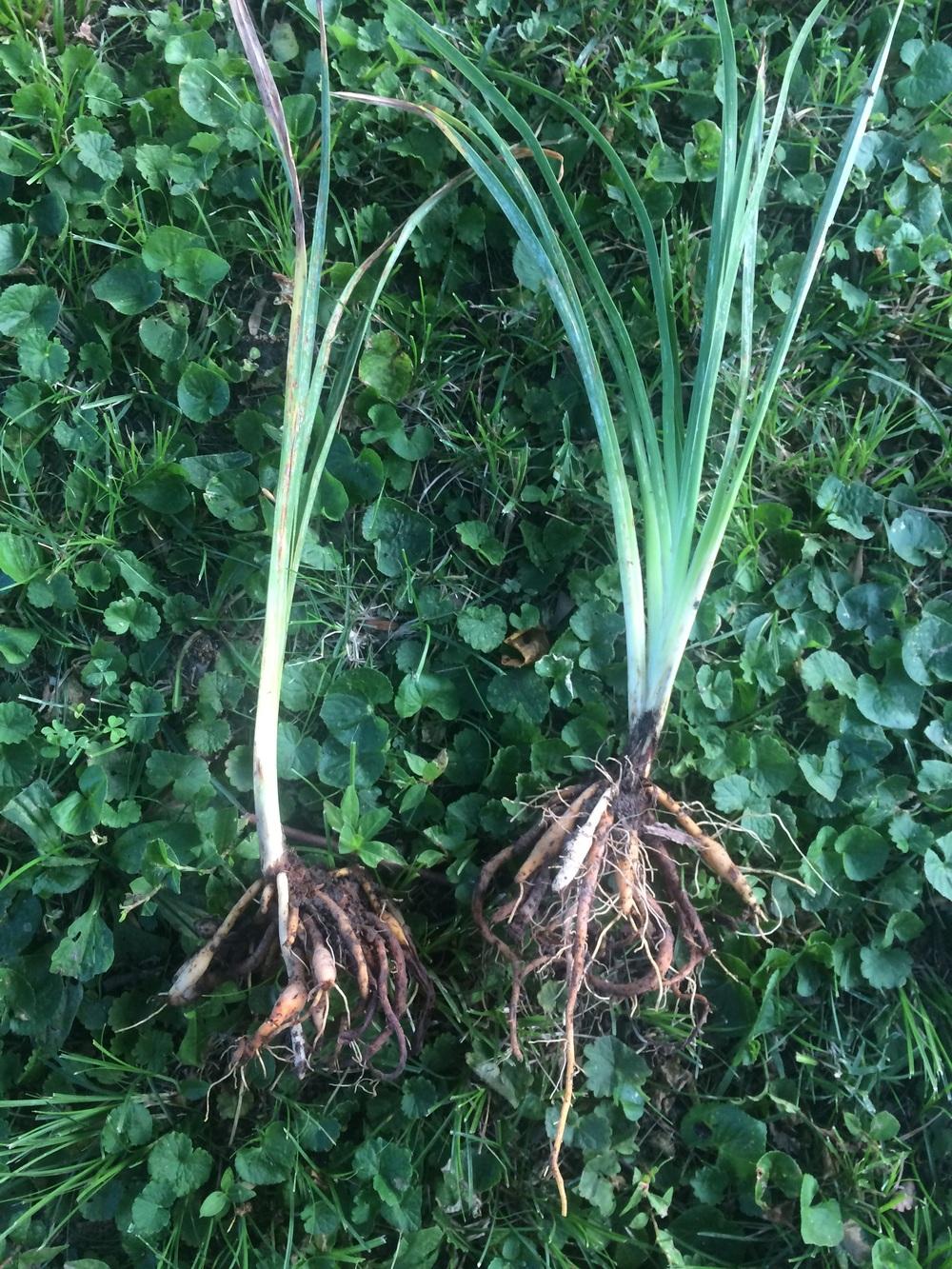 Root rot...what do I do in the Daylilies forum - Garden.org