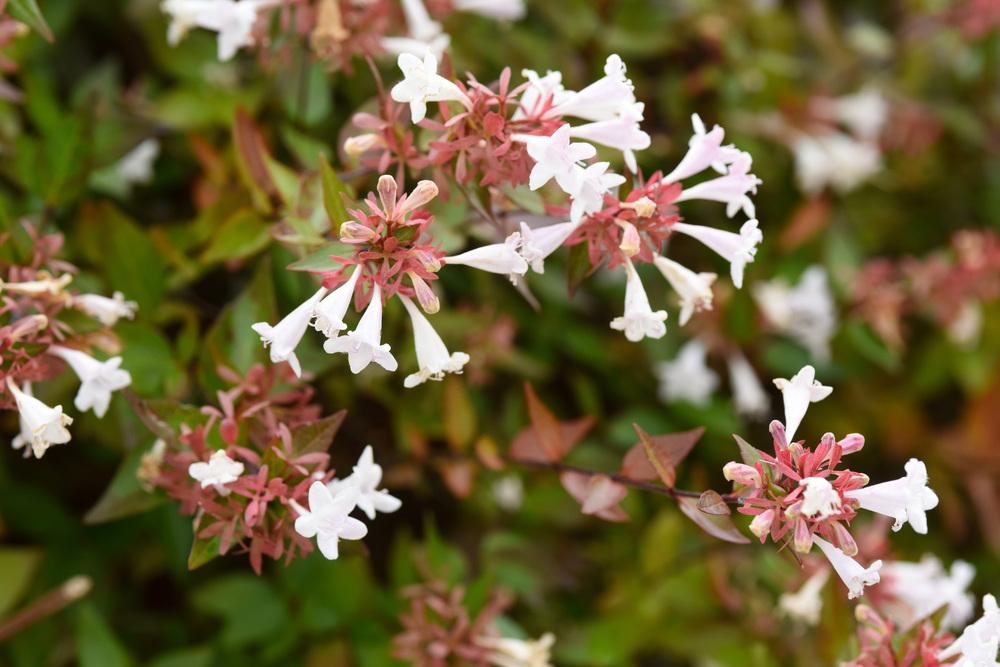 Abelias: Plant Care and Collection of Varieties - Garden.org