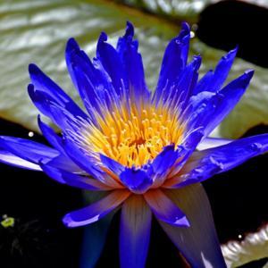 Blue Lotus of the Nile Lily (Nymphaea nouchali var. caerulea) in the ...