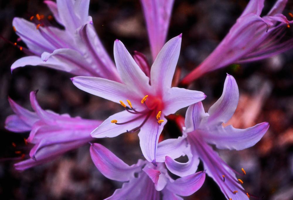 Surprise Lilies (Lycoris): Plant Care and Collection of Varieties ...