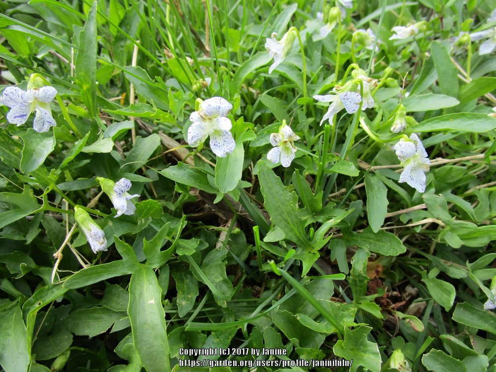 Violet (Viola 'Peppered Palms') in the Violas Database - Garden.org