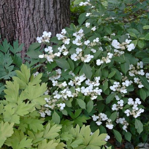 Hydrangea (Hydrangea chinensis) in the Hydrangeas Database - Garden.org