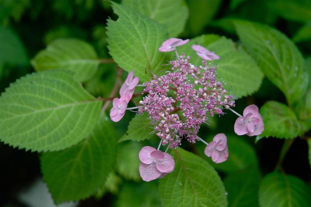 Mountain Hydrangea (Hydrangea serrata 'Wilson 7820') in the Hydrangeas ...