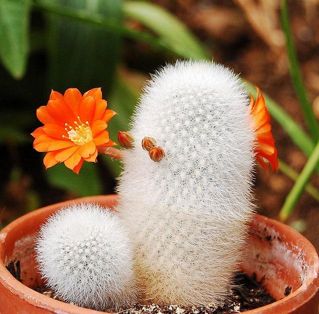 Flame Crown Cactus (Aylostera deminuta) - Garden.org