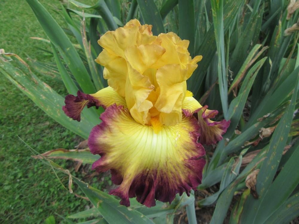 Photo of the bloom of Tall Bearded Iris (Iris 'Summer Shadow') posted ...