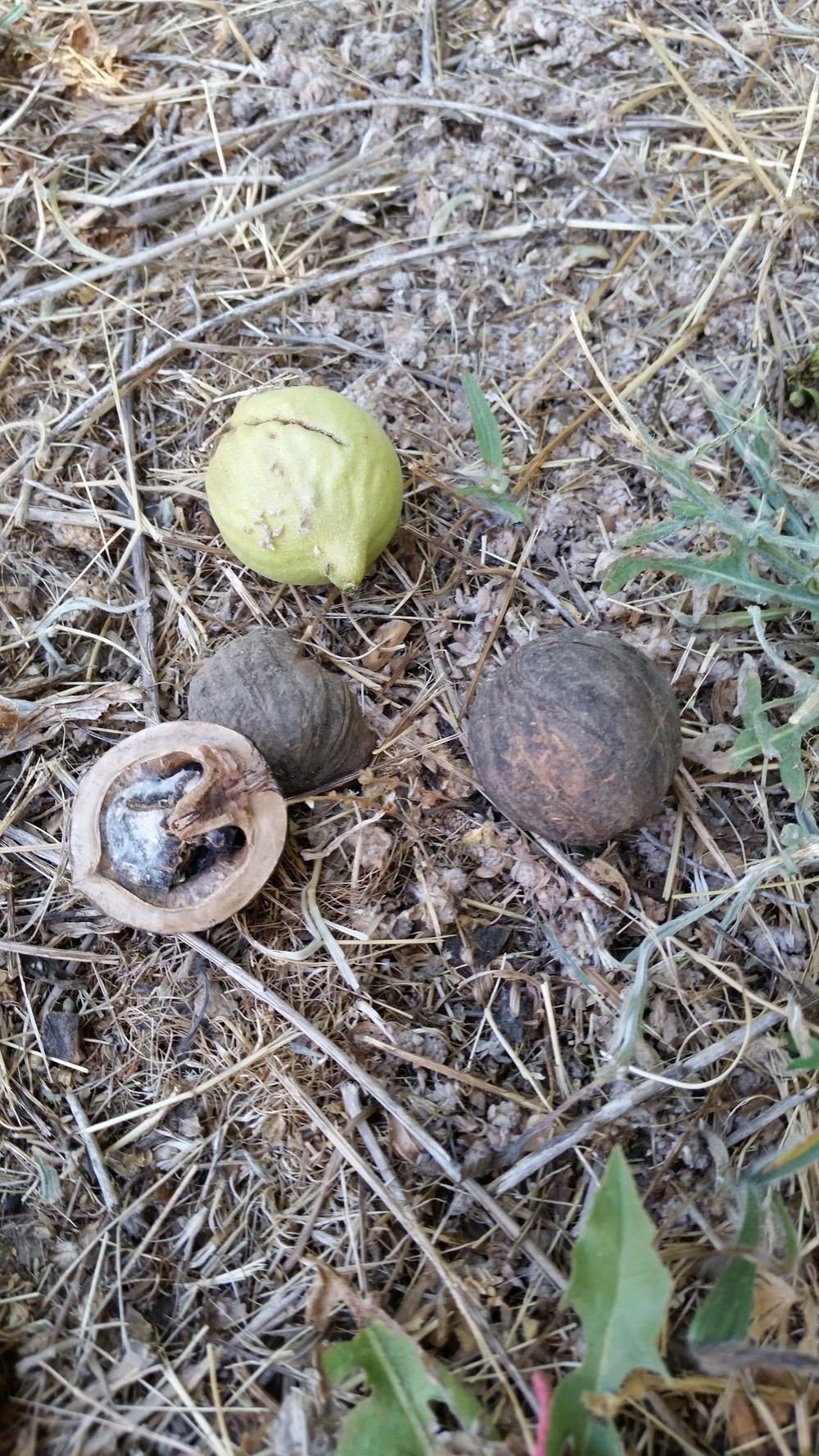 Walnut tree identification, and fungus? in the Plant ID forum - Garden.org