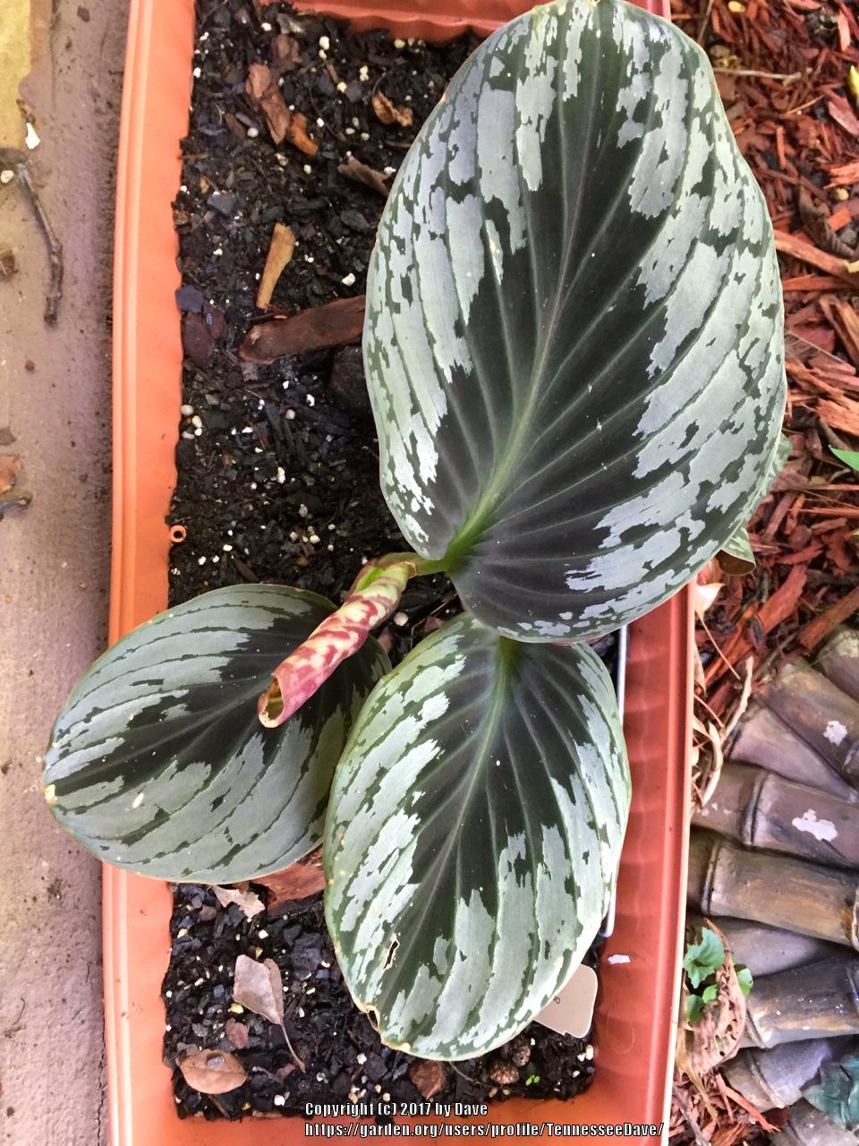 A couple of Peacock Gingers in today in the Tropicals forum - Garden.org