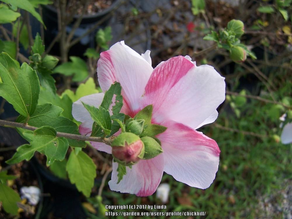 Althea (Hibiscus syriacus Strawberry Smoothie™) in the Roses of Sharon ...