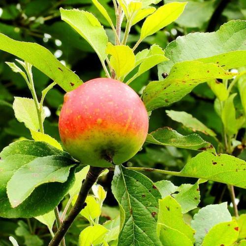 Apple (Malus domestica 'Stark's Earliest') in the Apples Database - Garden.org
