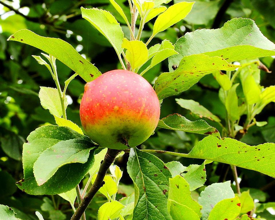 Apple (Malus domestica 'Stark's Earliest') in the Apples Database ...