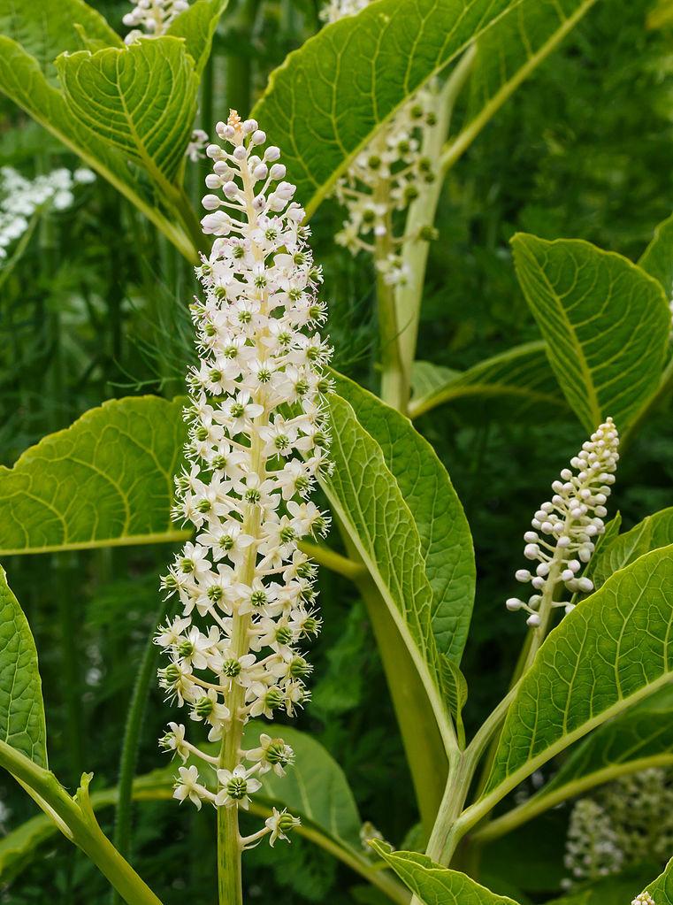 Indian Poke (Phytolacca acinosa) - Garden.org