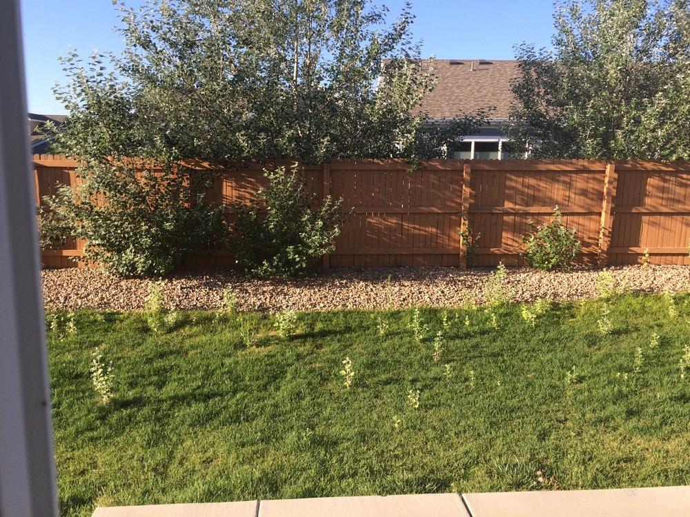 sucker growth in - Garden.org