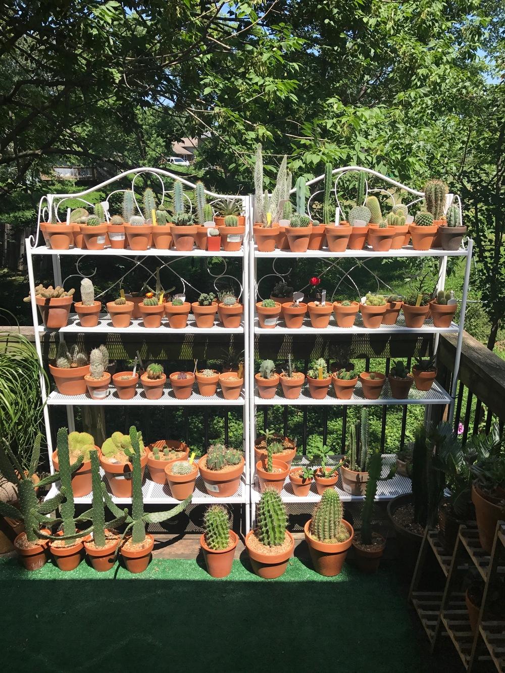 My Cactus Collection : Quick Tour in the Cactus and Succulents forum ...