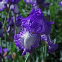 Tall Bearded Iris (Iris 'Rococo') in the Irises Database - Garden.org