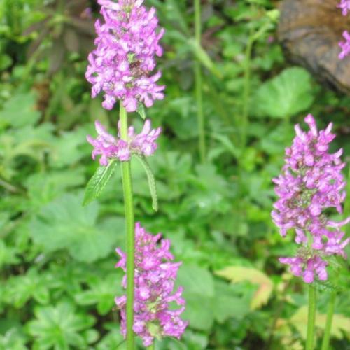 Catmint (Nepeta nervosa 'Pink Cat') in the Catmints Database - Garden.org
