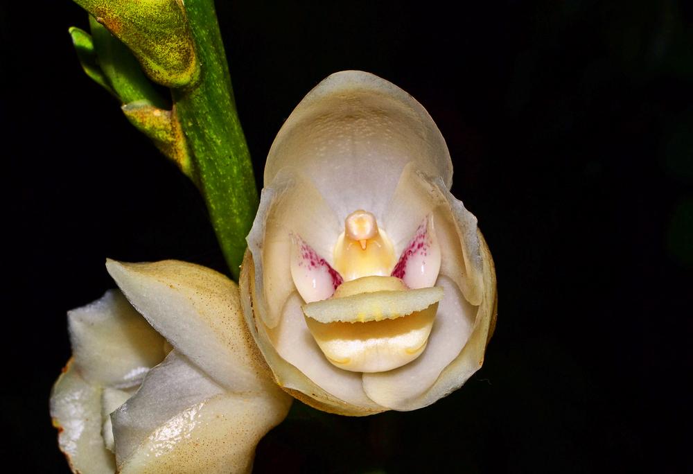 Photo of the bloom of Holy Ghost Orchid (Peristeria elata) posted by ...