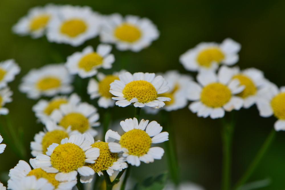 Golden Feverfew (Tanacetum parthenium 'Aureum') - Garden.org