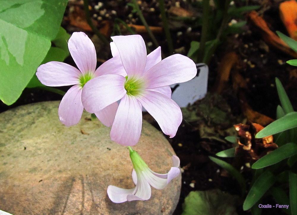 Photo of the bloom of Wood Sorrel (Oxalis triangularis subsp ...