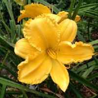 Photo of the bloom of Daylily (Hemerocallis 'Jen Melon') posted by ...