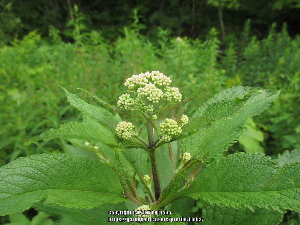 Joe Pye Weed: Plant Care and Collection of Varieties - Garden.org