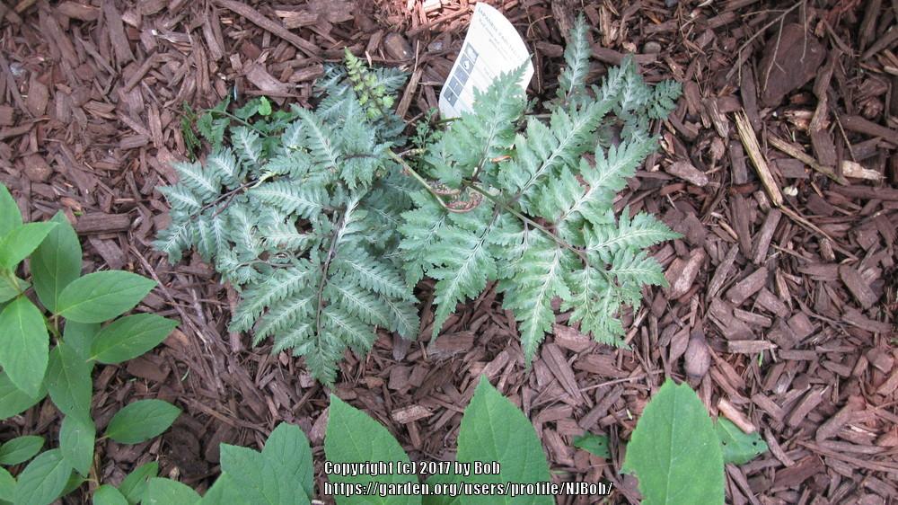 Red Japanese Painted Fern (Anisocampium niponicum 'Red Beauty ...