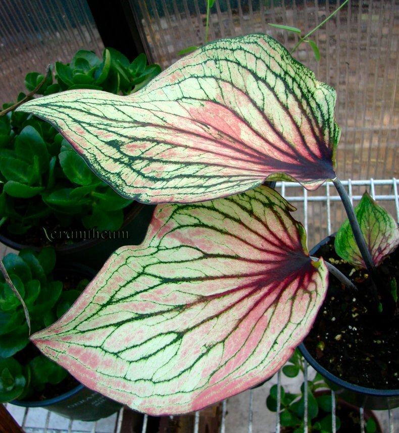 Thai Caladium (Caladium 'Siam Moon') in the Caladiums Database - Garden.org