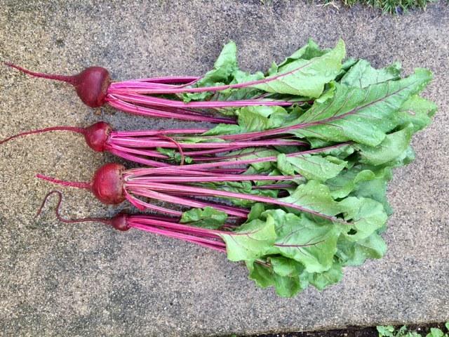 Beets: Plant Care and Collection of Varieties - Garden.org